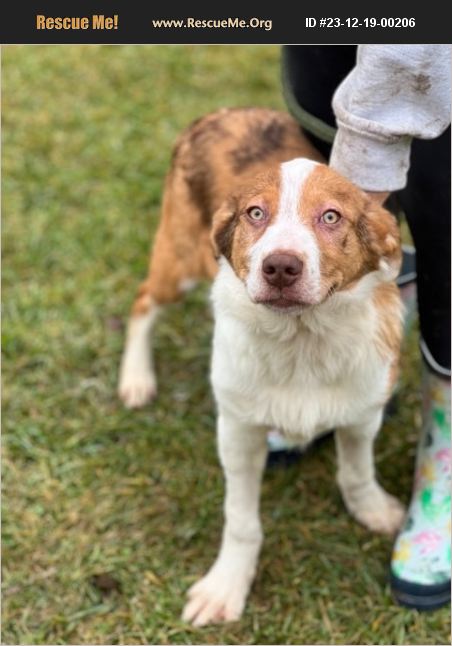 ADOPT 23121900206 ~ Australian Shepherd Rescue ~ Sparta, NJ