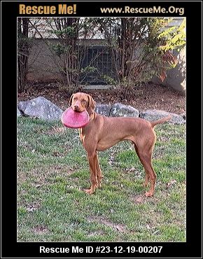 - North Carolina Vizsla Rescue - ADOPTIONS - Rescue Me!