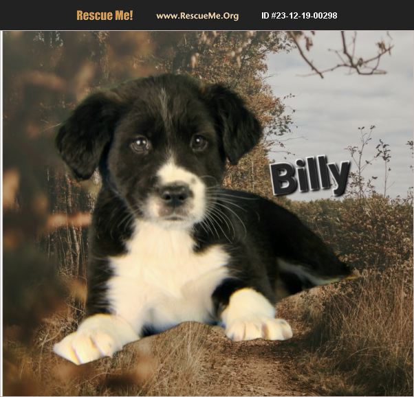 ADOPT 23121900298 ~ Lab Rescue ~ Newark, DE