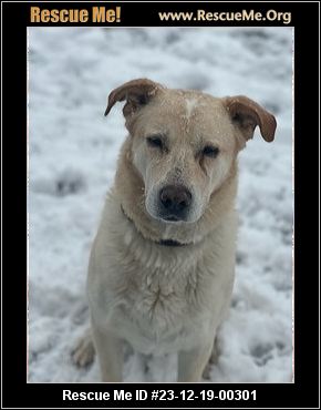 - Nevada Dog Rescue - ADOPTIONS - Rescue Me!