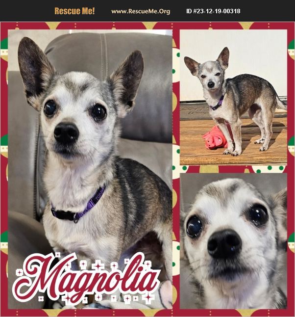 ADOPT 23121900318 ~ Chihuahua Rescue ~ Cherokee County, SC