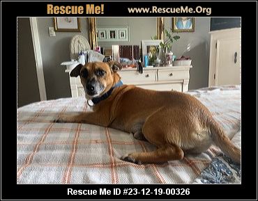 - Texas Chihuahua Rescue - ADOPTIONS - Rescue Me!