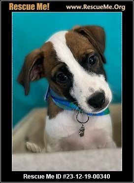 - Florida Jack Russell Rescue - ADOPTIONS - Rescue Me!