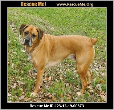 - Texas Boxer Rescue - ADOPTIONS - Rescue Me!