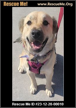 - Arizona Golden Retriever Rescue - ADOPTIONS - Rescue Me!