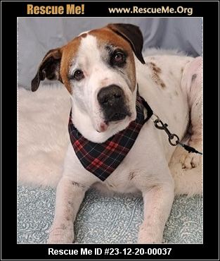 - Arizona Boxer Rescue - ADOPTIONS - Rescue Me!