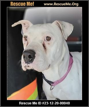 - Arizona Boxer Rescue - ADOPTIONS - Rescue Me!