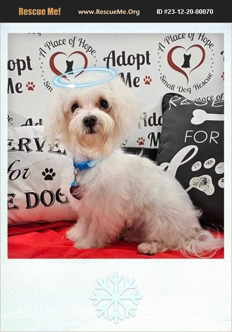 ADOPT 23122000070 ~ Maltese Rescue ~ Pensacola, FL