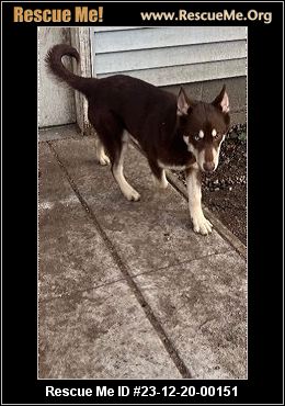 - Michigan Siberian Husky Rescue - ADOPTIONS - Rescue Me!