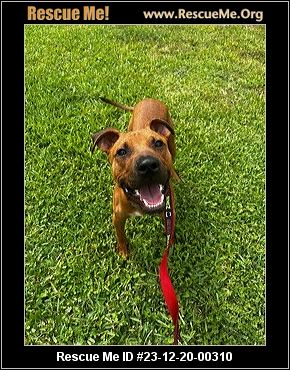 - Florida Black Mouth Cur Rescue - ADOPTIONS - Rescue Me!