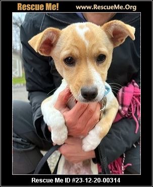 - New York Dog Rescue - ADOPTIONS - Rescue Me!