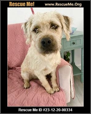 - California Border Terrier Rescue - ADOPTIONS - Rescue Me!