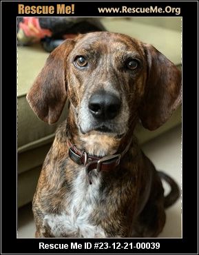 - North Carolina Dog Rescue - ADOPTIONS - Rescue Me!