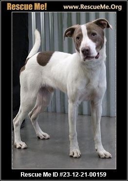 - South Carolina Dog Rescue - ADOPTIONS - Rescue Me!