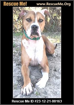 - Florida Boxer Rescue - ADOPTIONS - Rescue Me!