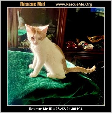 - Arizona Cat Rescue - ADOPTIONS - Rescue Me!