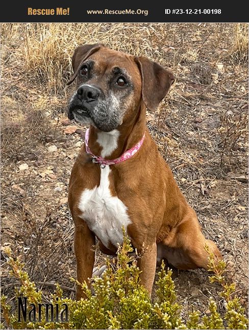 ADOPT 23122100198 ~ Boxer Rescue ~ Flagstaff, AZ