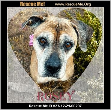 - Arizona Boxer Rescue - ADOPTIONS - Rescue Me!