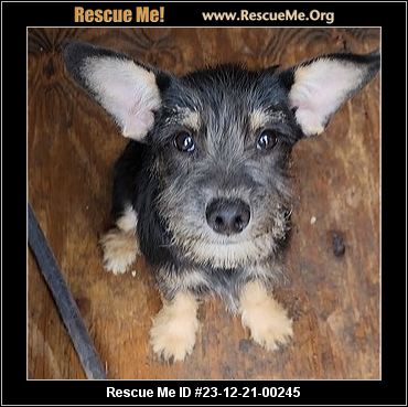 - Texas Schnauzer Rescue - ADOPTIONS - Rescue Me!