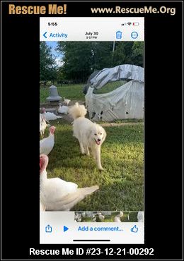 - New York Dog Rescue - ADOPTIONS - Rescue Me!