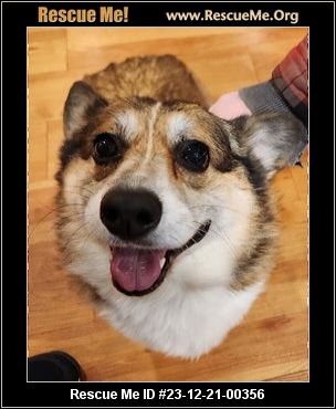 - Wisconsin Corgi Rescue - ADOPTIONS - Rescue Me!