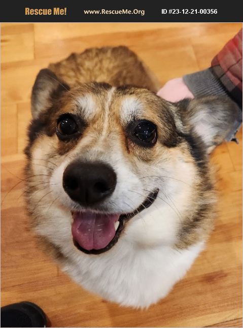 ADOPT 23122100356 ~ Corgi Rescue ~ Merrill, WI