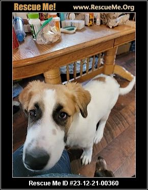 - Washington Saint Bernard Rescue - ADOPTIONS - Rescue Me!