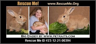 - Illinois Rabbit Rescue - ADOPTIONS - Rescue Me!