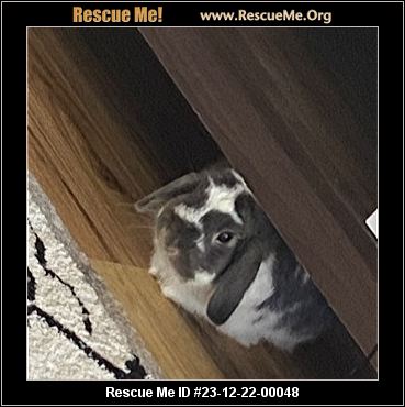 - Ohio Rabbit Rescue - ADOPTIONS - Rescue Me!
