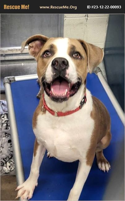 ADOPT 23122200093 ~ Boxer Rescue ~ Phoenix, AZ