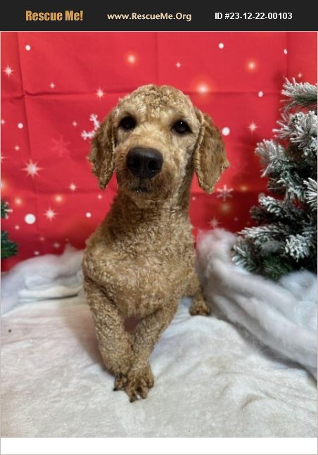 ADOPT 23122200103 ~ Poodle Rescue ~ New stanton, PA