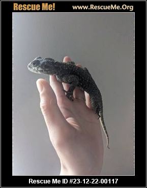 - Washington Reptile/Amphibian Rescue - ADOPTIONS - Rescue Me!