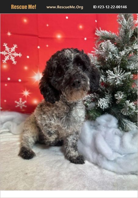 ADOPT 23122200146 ~ Poodle Rescue ~ New stanton, PA