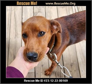 - Virginia Australian Shepherd Rescue - ADOPTIONS - Rescue Me!