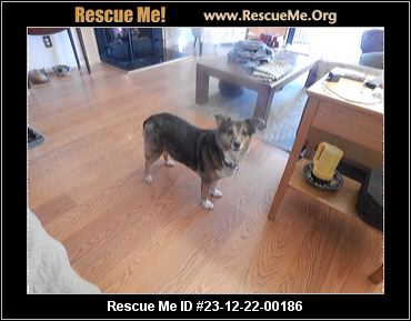 - Virginia Australian Shepherd Rescue - ADOPTIONS - Rescue Me!