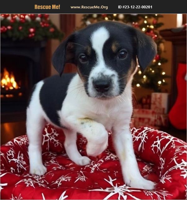 ADOPT 23122200201 ~ German Pinscher Rescue ~ Sebring, FL