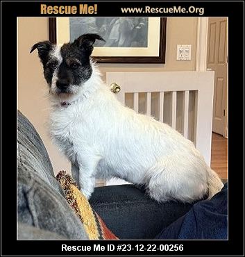 - New York Dog Rescue - ADOPTIONS - Rescue Me!