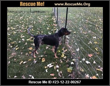 - New York Dog Rescue - ADOPTIONS - Rescue Me!