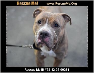 - New York Dog Rescue - ADOPTIONS - Rescue Me!