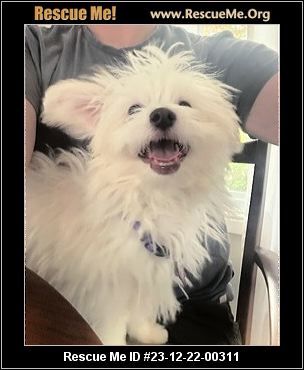 - California Maltese Rescue - ADOPTIONS - Rescue Me!