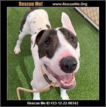 - Arizona Bull Terrier Rescue - ADOPTIONS - Rescue Me!