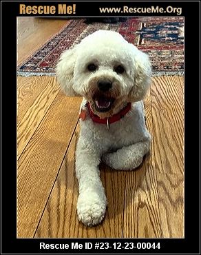 - New York Poodle Rescue - ADOPTIONS - Rescue Me!