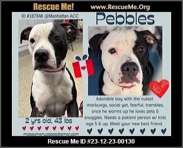 - New York Dog Rescue - ADOPTIONS - Rescue Me!