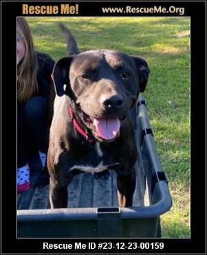 - Mississippi Dog Rescue - ADOPTIONS - Rescue Me!