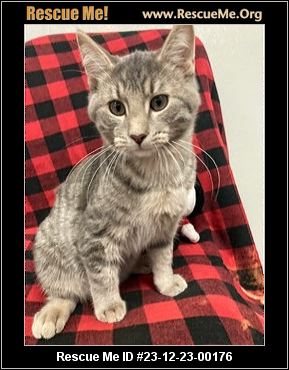 - Missouri Cat Rescue - ADOPTIONS - Rescue Me!