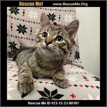 - Missouri Cat Rescue - ADOPTIONS - Rescue Me!