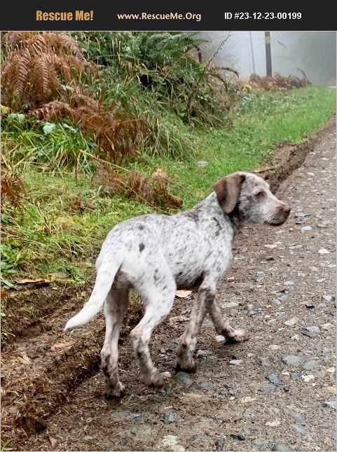 ADOPT 23122300199 ~ German Shorthaired Pointer Rescue ~ Auburn, WA
