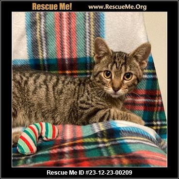 - Missouri Cat Rescue - ADOPTIONS - Rescue Me!