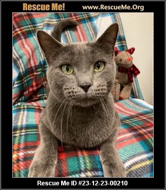 - Missouri Cat Rescue - ADOPTIONS - Rescue Me!