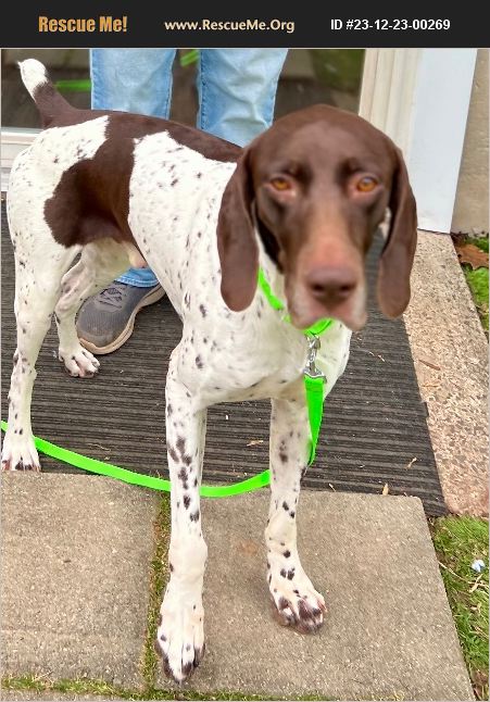 ADOPT 23122300269 ~ German Shorthaired Pointer Rescue ~ New Haven ...